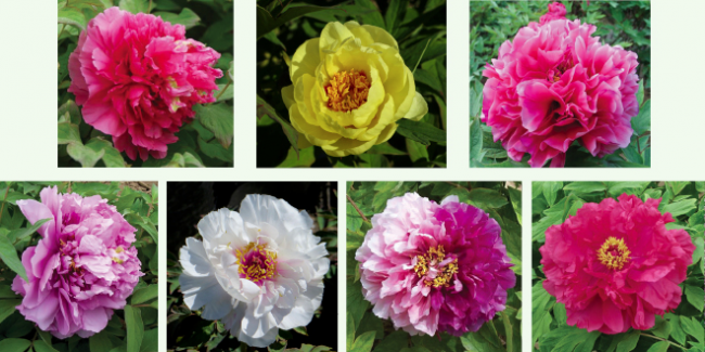 Tree Peony Sale at Seattle Chinese Garden Saturday, April 27 | Westside ...